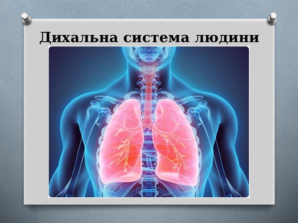 Презентація до уроку "Дихальна система людини" | Презентація. Біологія