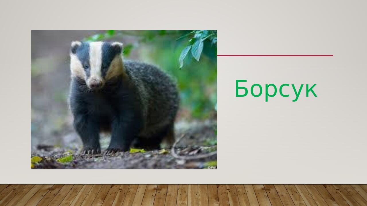 Презентація на тему: " Тварини, які занесені до Червоної книги України ...