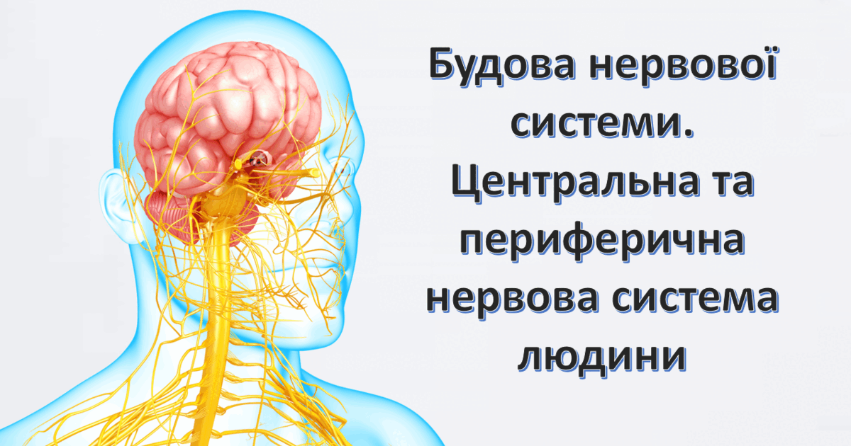 Будова нервової системи. Центральна та периферична нервова система ...