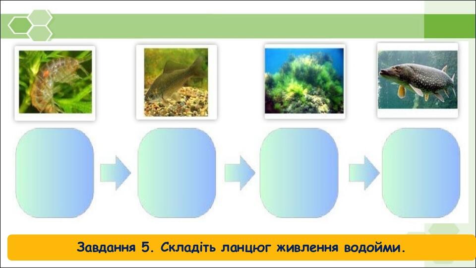 Практична робота Складання ланцюгів живлення 6 клас НУШ Презентація Пізнаємо природу