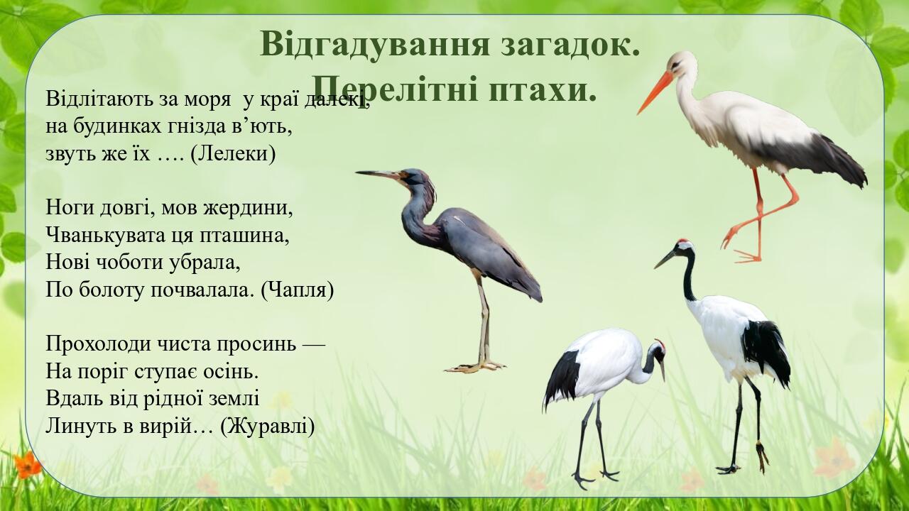 1 квітня міжнародний день птахів Презентація Дошкільна освіта