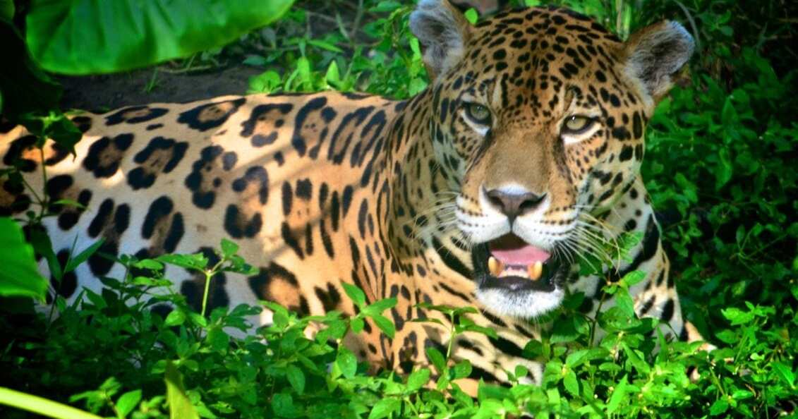 Всесвітній день ягуара