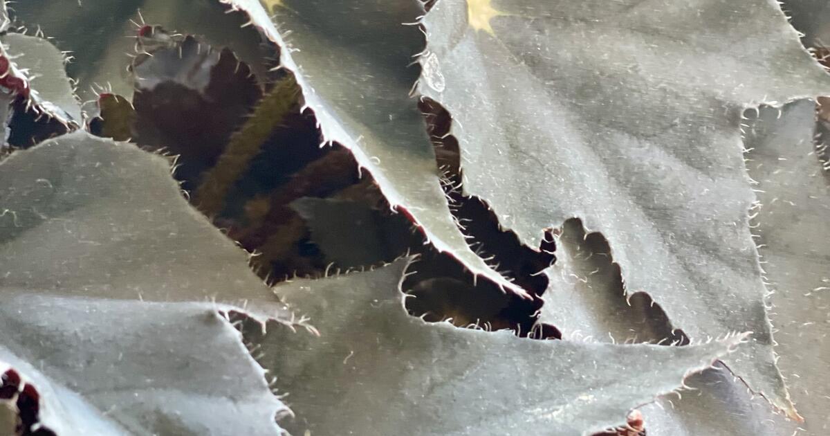 Модифікована програма з ЗБД 7 клас НУШ Здоровя безпека та добробут