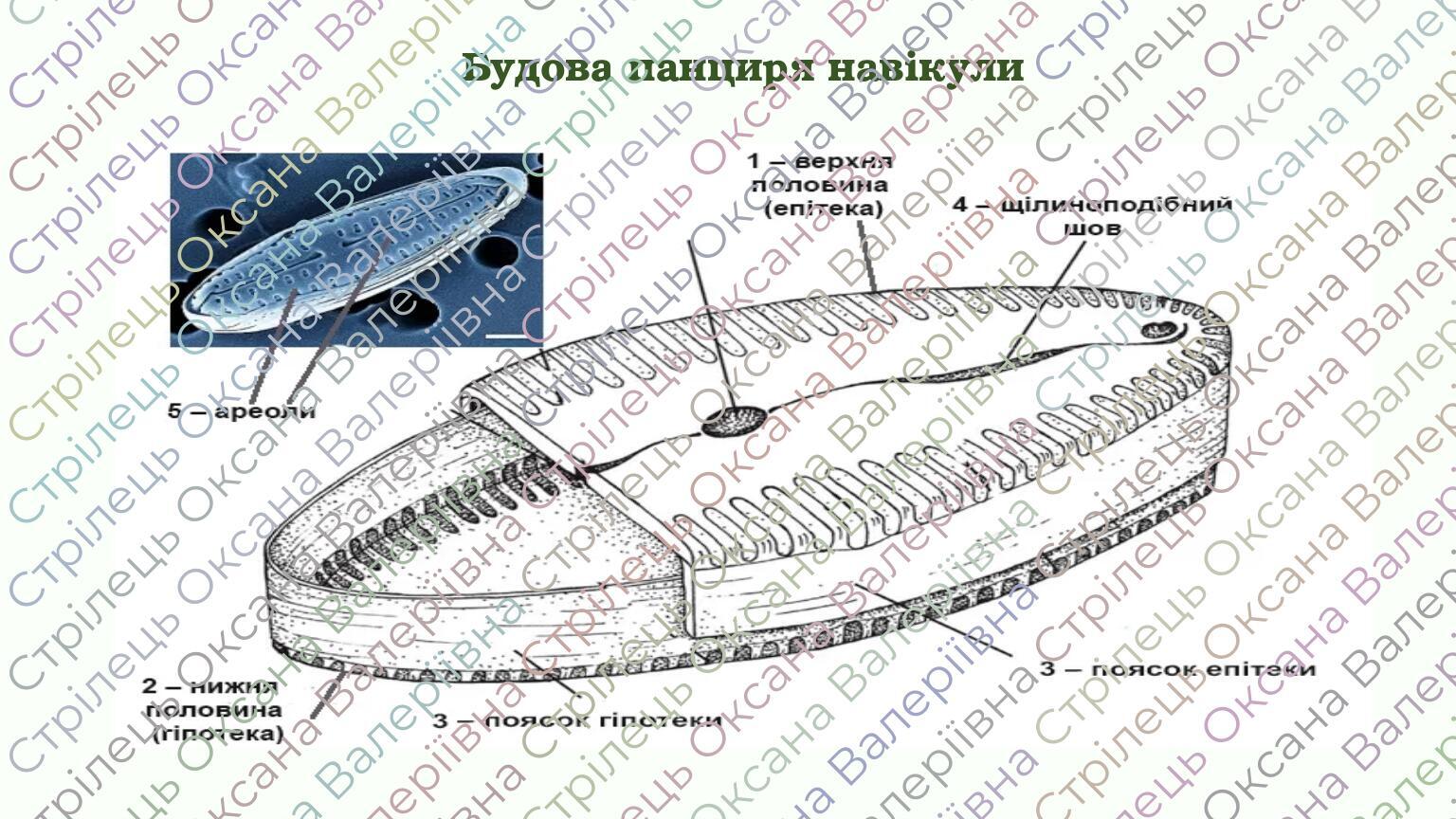 Презентація на тему : "Діатомові водорості. Особливості будови і ...
