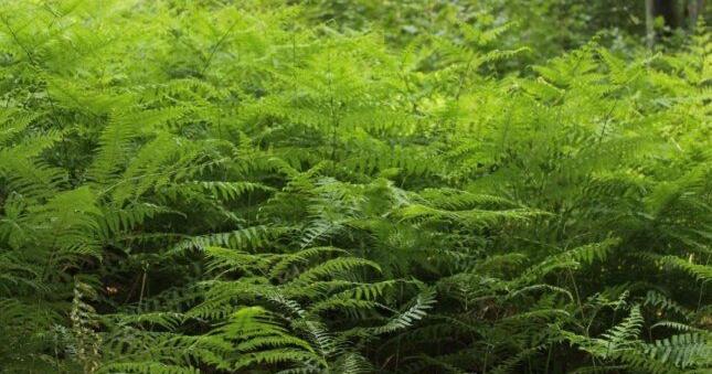 НУШ 7 клас Практична робота Порівняння будови різних представників вищих спорових рослин