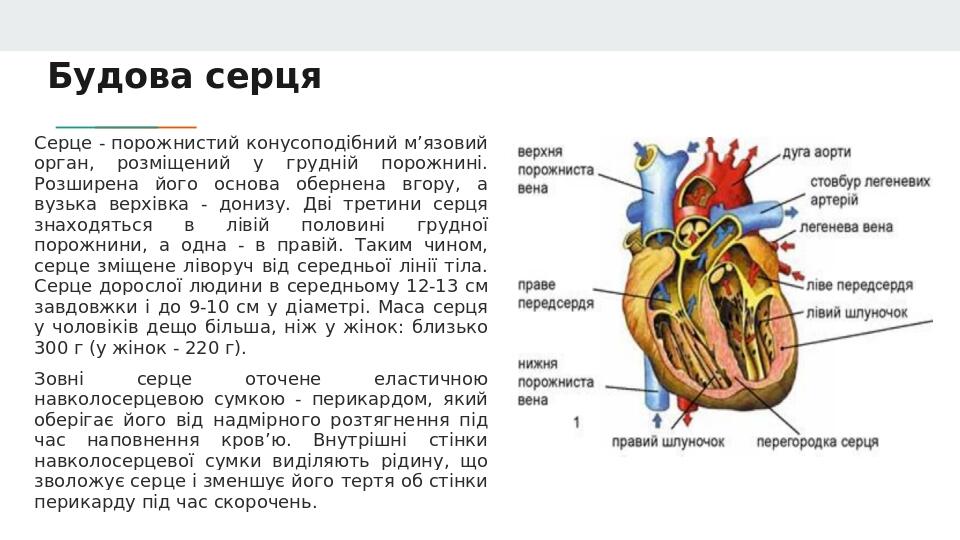 Презентація "Серце: його будова й функції" | . Біологія