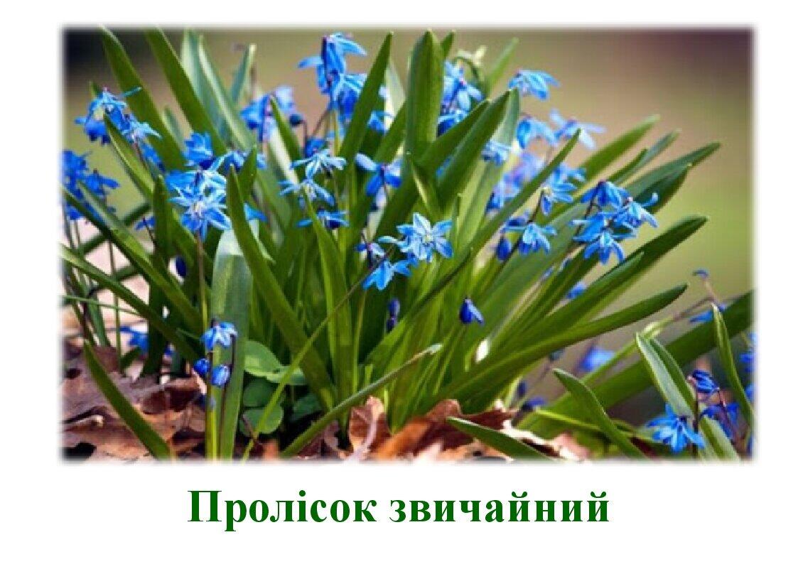 Рослини Червоної книги України Презентація Я досліджую світ