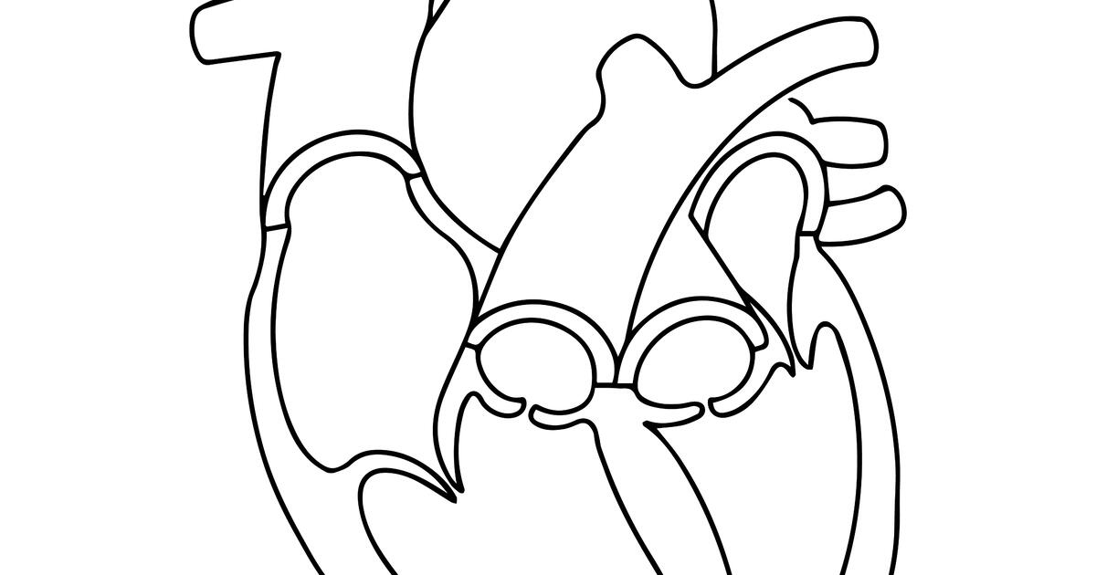 Розмальовка. Серце людини | Ілюстрації. Біологія