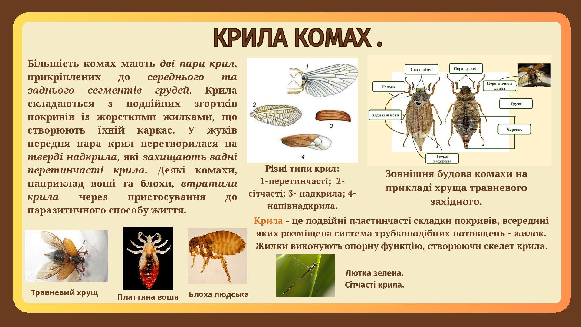 Комахи. Різноманітність комах. | Презентація. Біологія