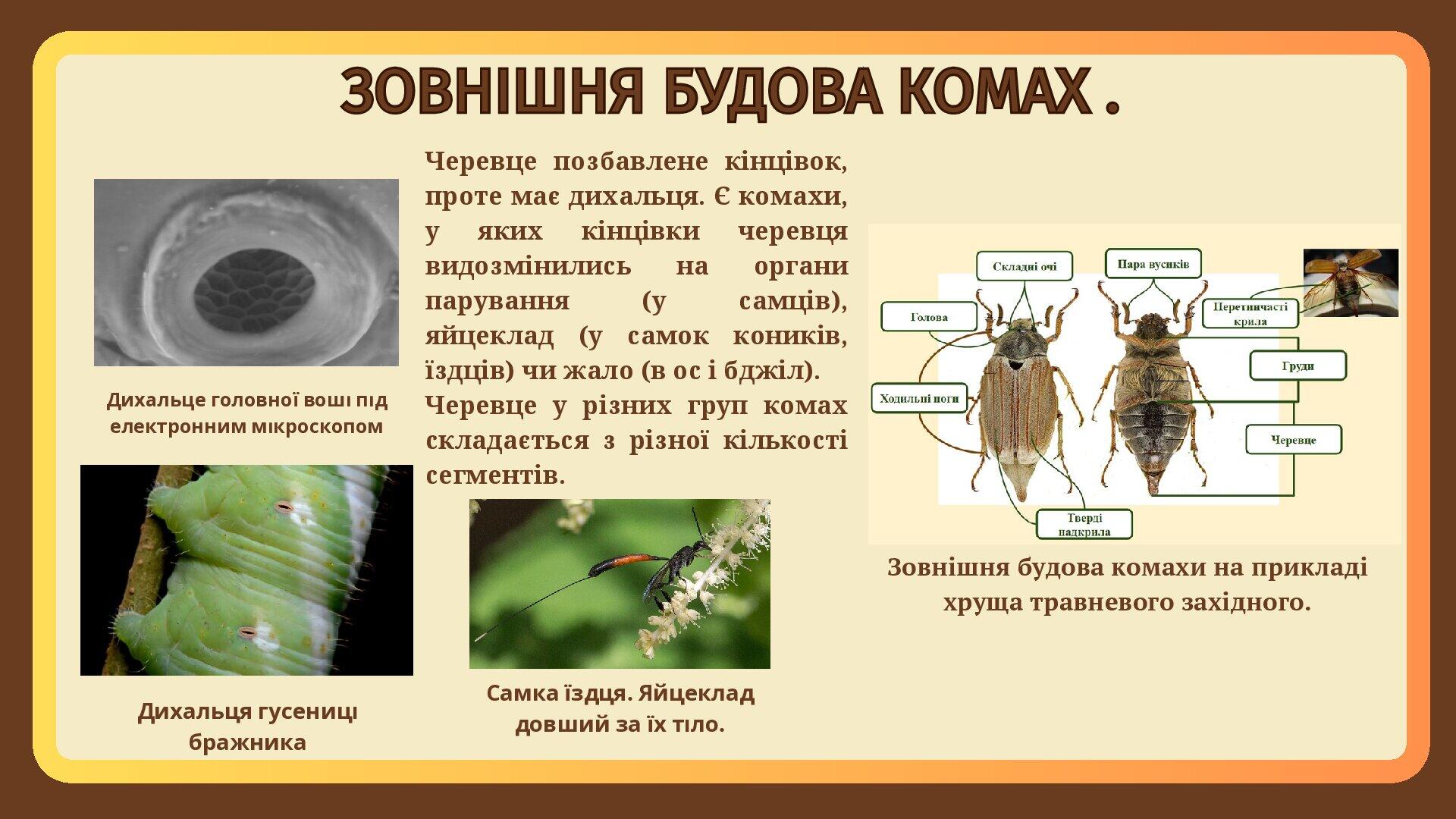 Комахи. Різноманітність комах. | Презентація. Біологія