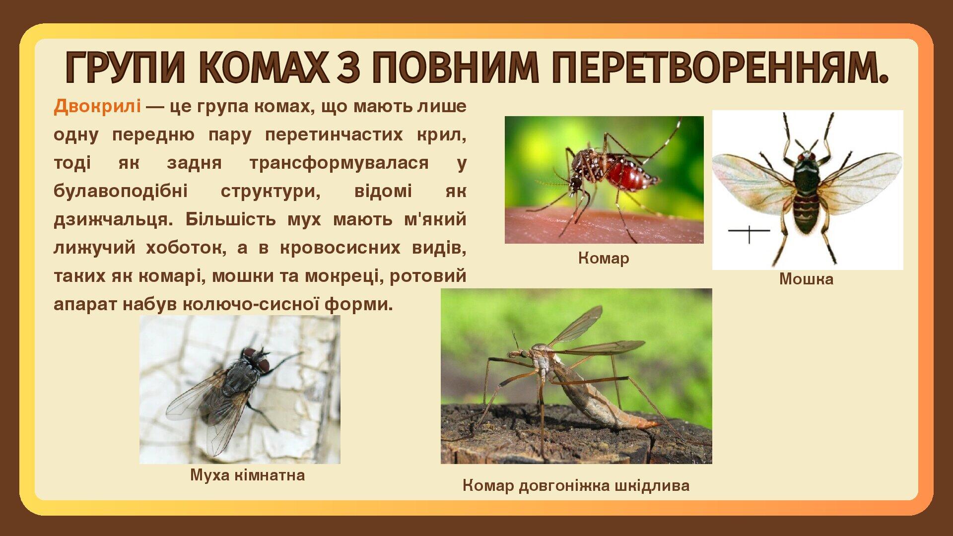 Комахи. Різноманітність комах. | Презентація. Біологія